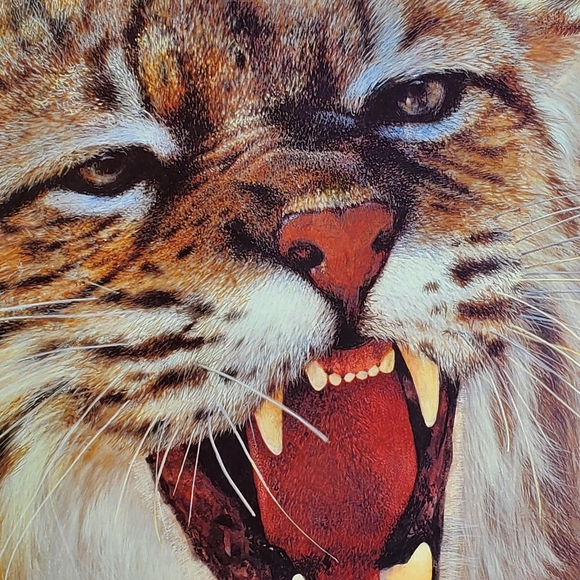 THE KENTUCKY WILDCAT | Art | The Kentucky Wildcat Limited Edition ...